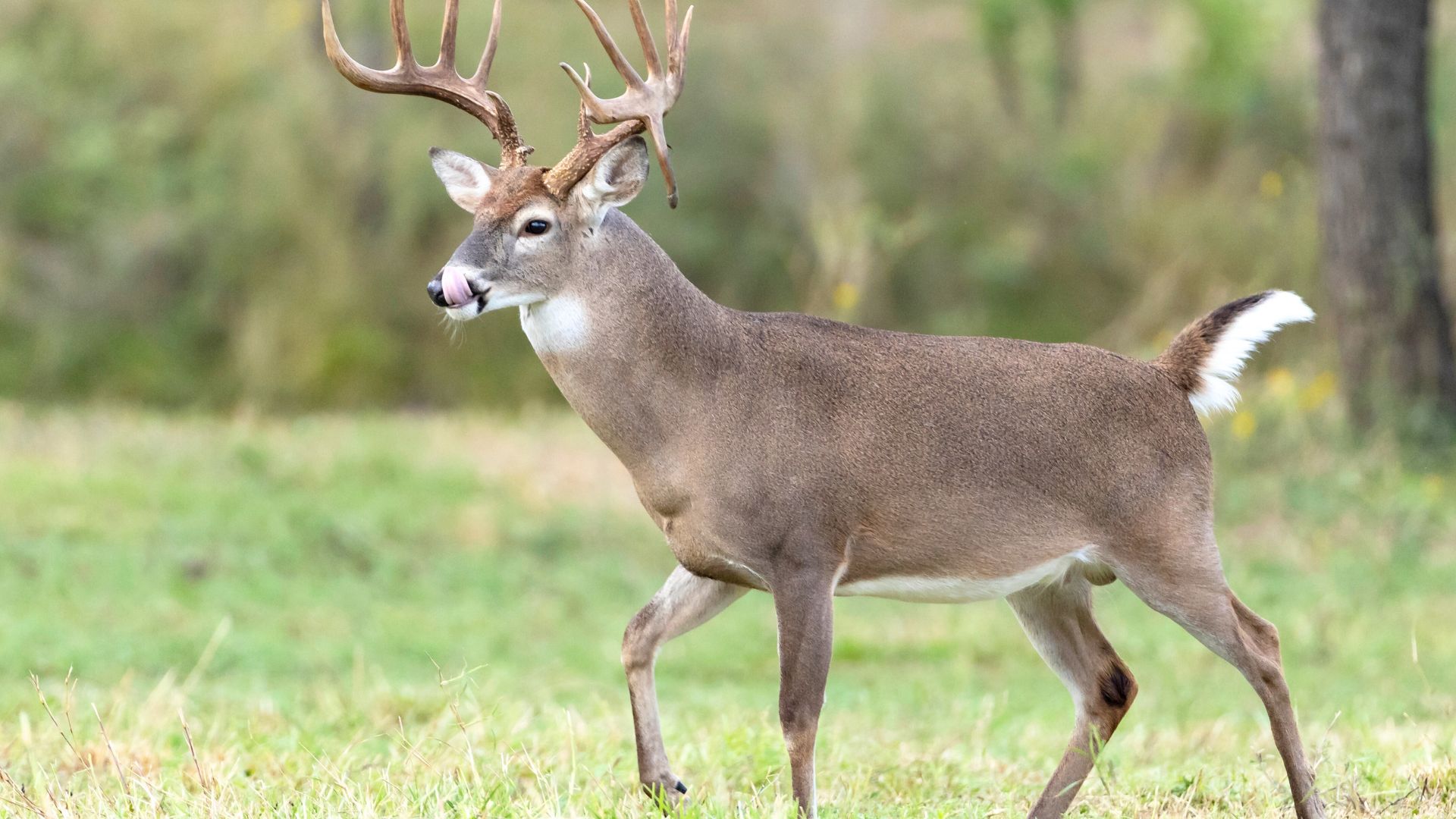 Calibers you need to stop deer hunting with - The Avid Outdoorsman
