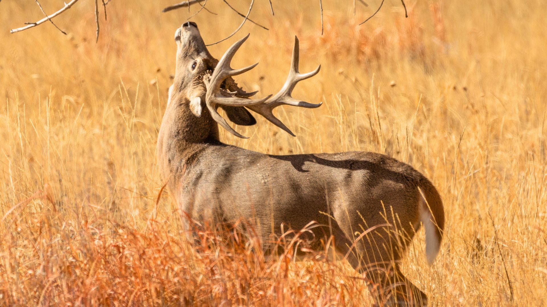 Buck behaviors that most hunters misread - The Avid Outdoorsman
