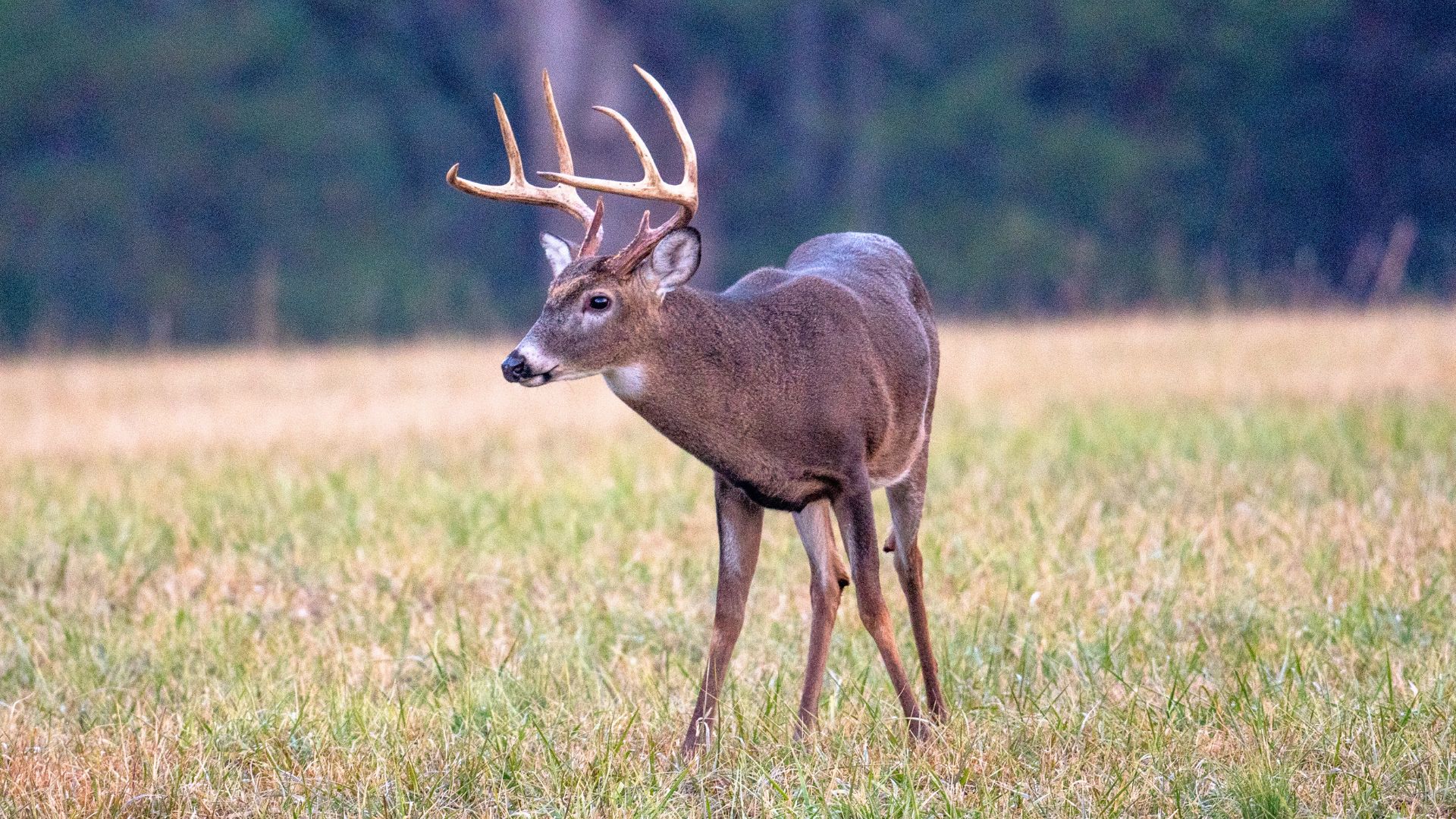 The most dependable deer rifles for the one-shot kill - The Avid ...