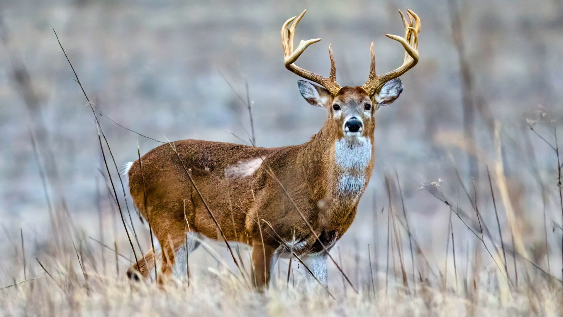 The best classic deer rifles still worth owning - The Avid Outdoorsman