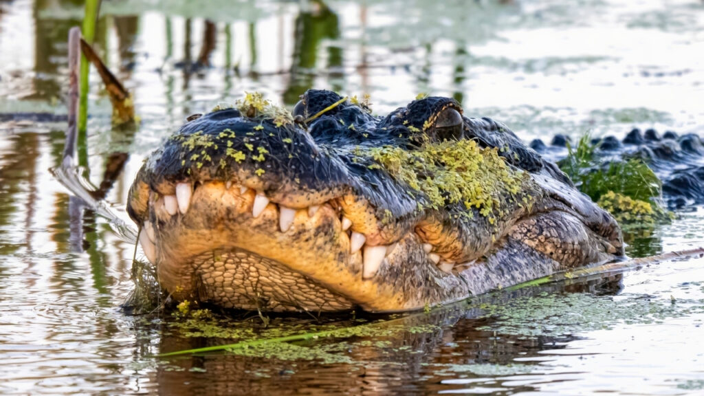 North America’s predators ranked by risk to humans - The Avid Outdoorsman