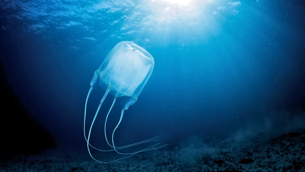 The most dangerous animals you can run into near water - The Avid ...