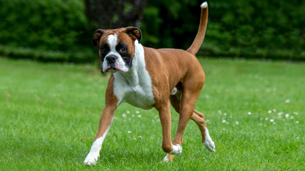 15 dog breeds that get called “the most dangerous” (and why) - The Avid ...