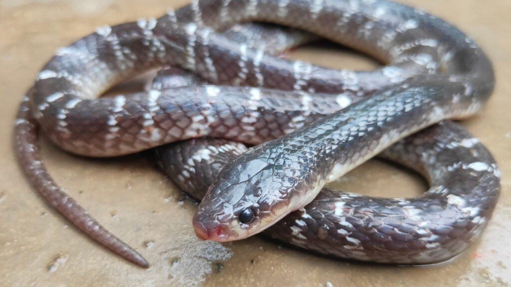 20 snakes ranked by real-world danger level - The Avid Outdoorsman