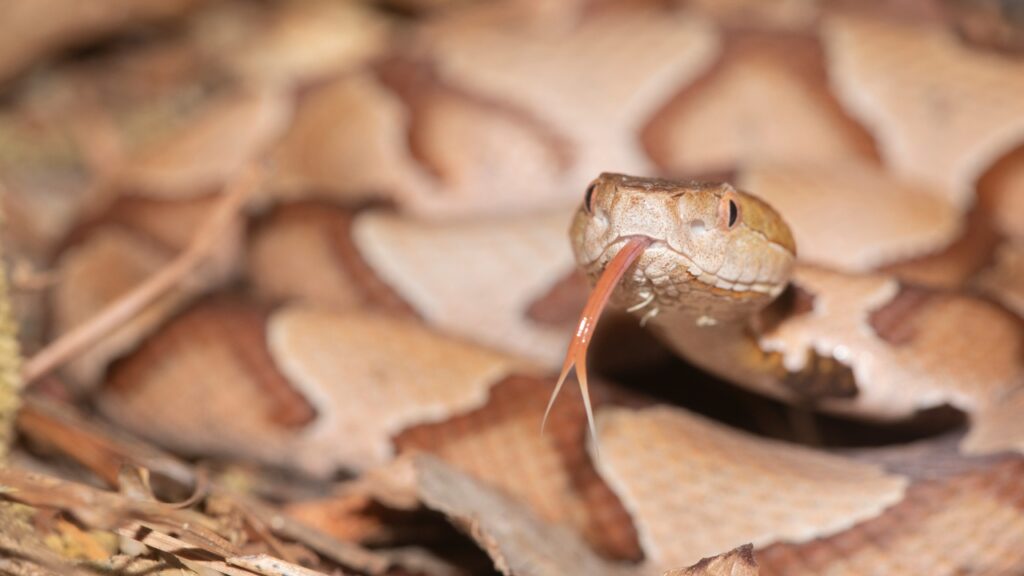 15 U.S. states where copperheads blend in so well people step on them ...