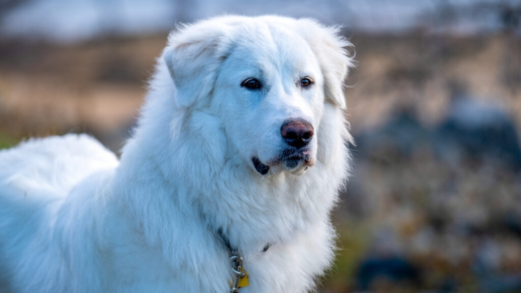 20 working dog breeds that still earn their keep - The Avid Outdoorsman
