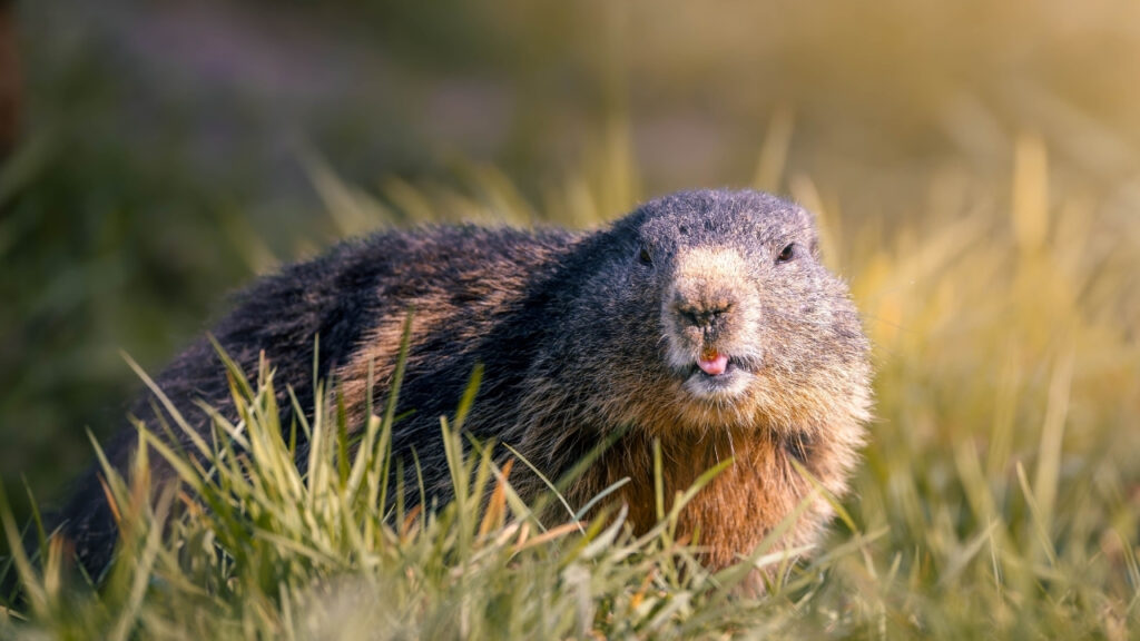 The animals that are most likely to be carrying rabies - The Avid ...
