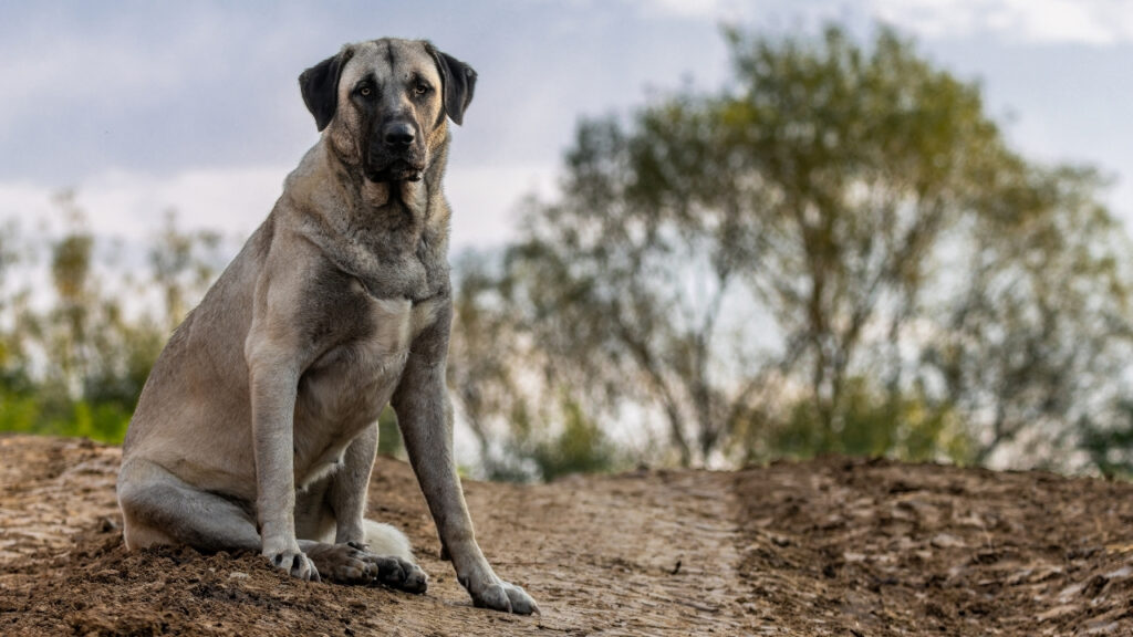 Bravest dog breeds: the ones that don’t back down - The Avid Outdoorsman