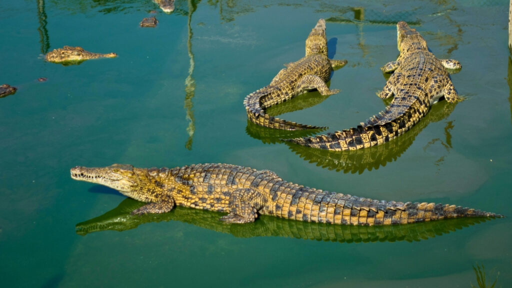 The most dangerous animals you can run into near water - The Avid ...