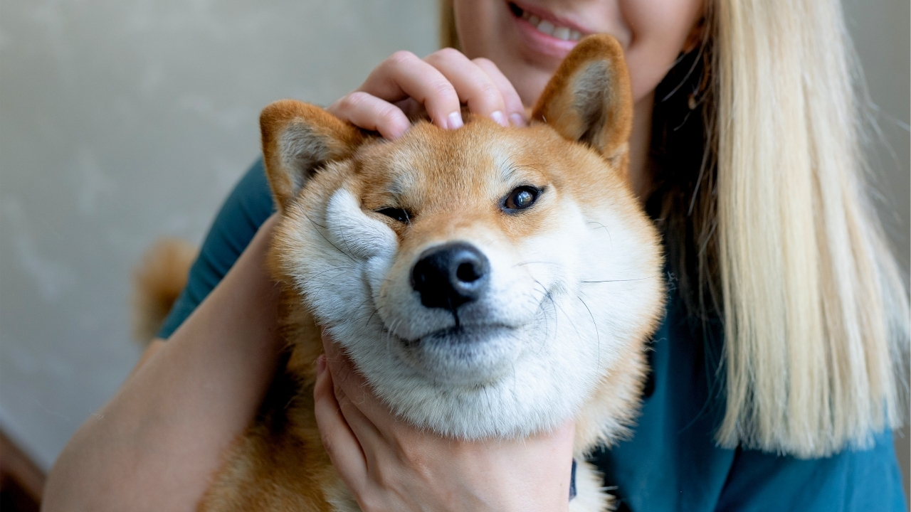 20 dog breeds known for being the least affectionate - The Avid Outdoorsman