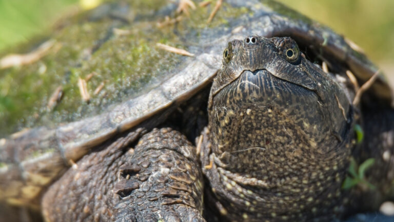 15 surprising facts about snapping turtles - The Avid Outdoorsman