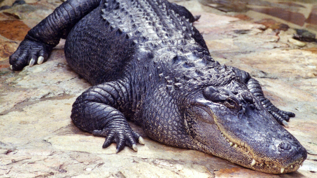 15 states where alligator encounters are becoming normal - The Avid ...