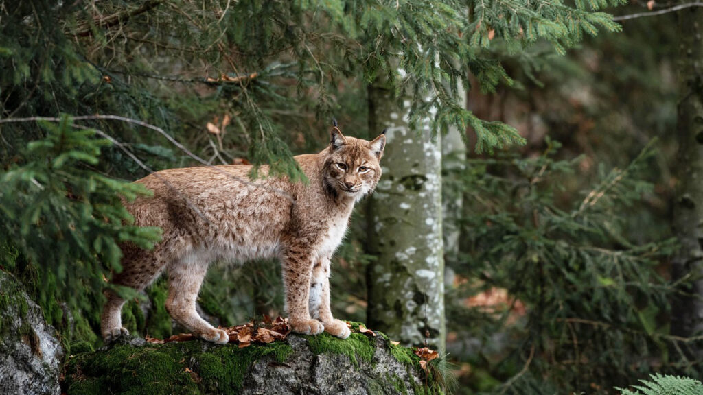 15 U.S. states where bobcats are being spotted in daylight more often ...