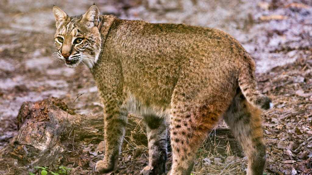 14 U.S. states where bobcats are more common than hunters think - The ...
