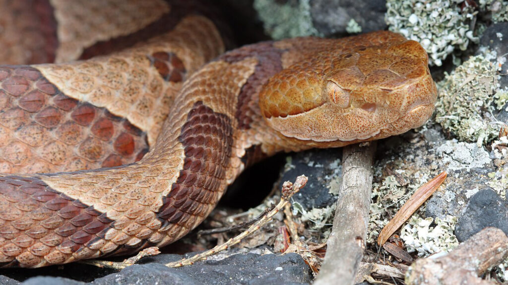 The states where copperheads keep showing up near homes - The Avid ...