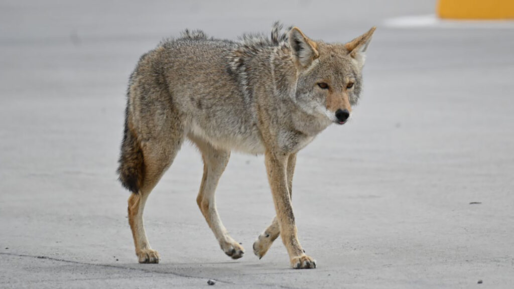 15 U.S. states where coyotes are moving deeper into suburbs - The Avid ...