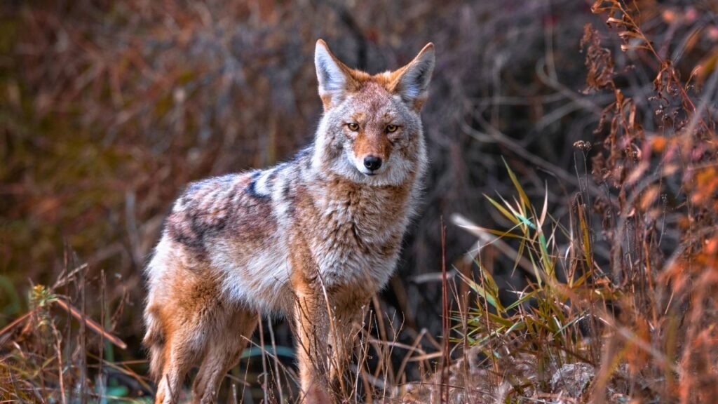 The U.S. states with the loosest rules for night hunting predators ...