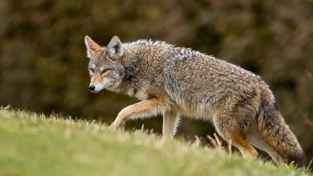 The U.S. states with the loosest rules for night hunting predators ...