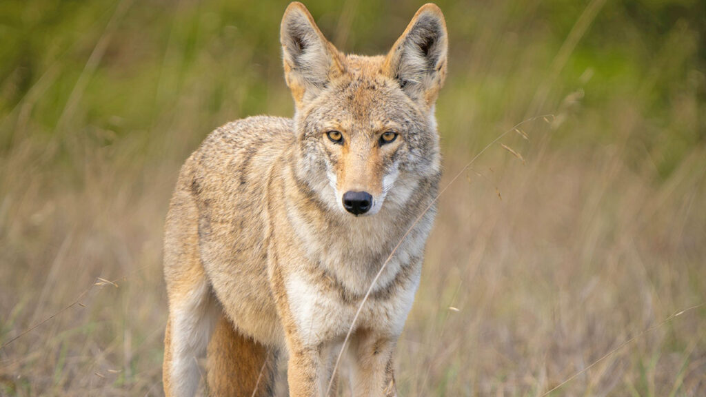 15 states where coyote populations are outpacing control efforts - The ...