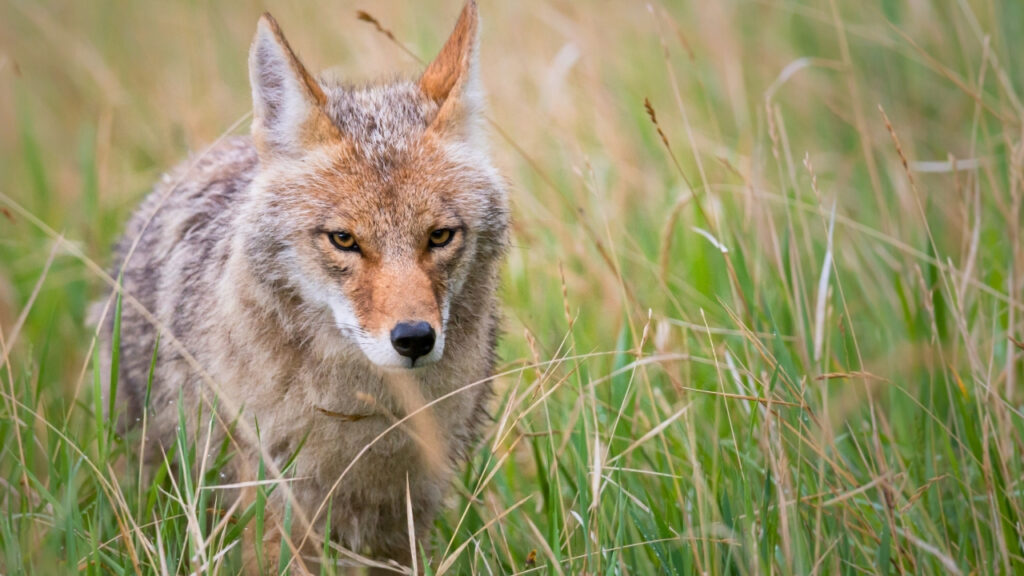 The U.S. states with the biggest coyote populations - The Avid Outdoorsman