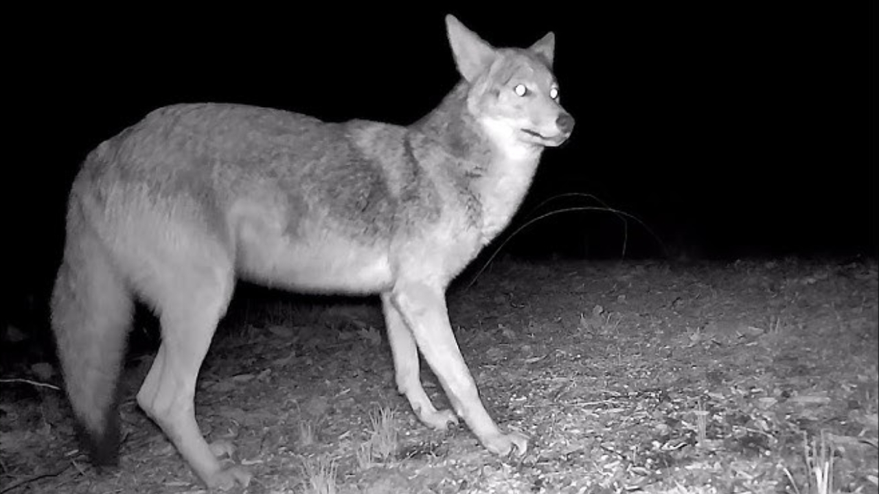 The U.S. states with the loosest rules for night hunting predators ...