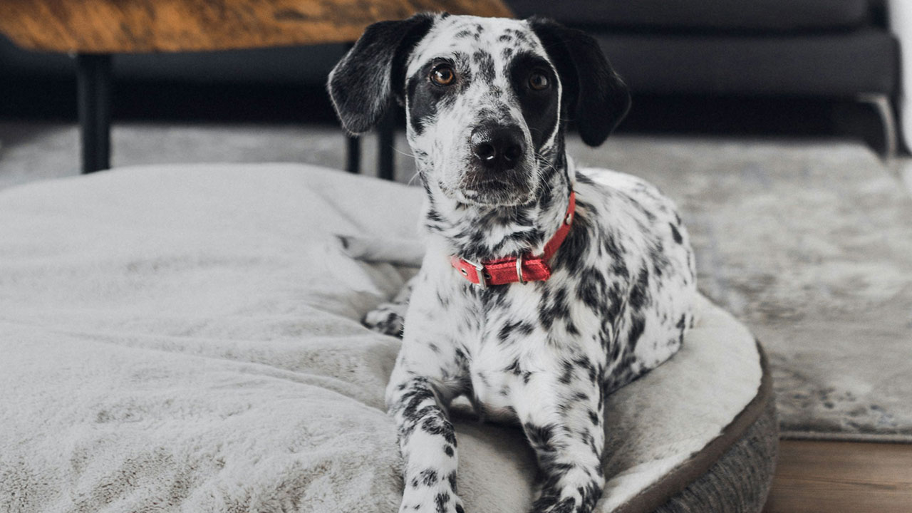 15 dog breeds that are athletic enough to get bored and destructive ...