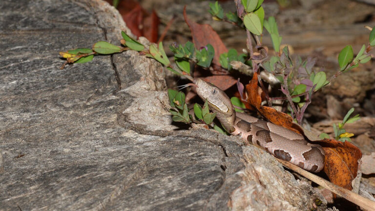 15 surprising facts about copperheads - The Avid Outdoorsman