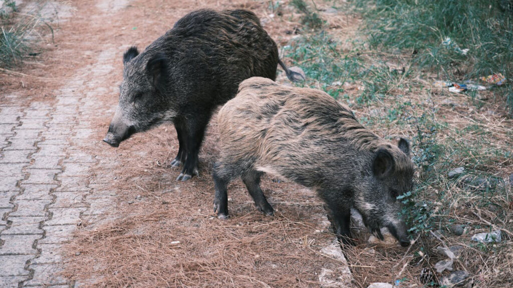 15 U.S. states where feral hog damage is starting to hit suburbs - The ...