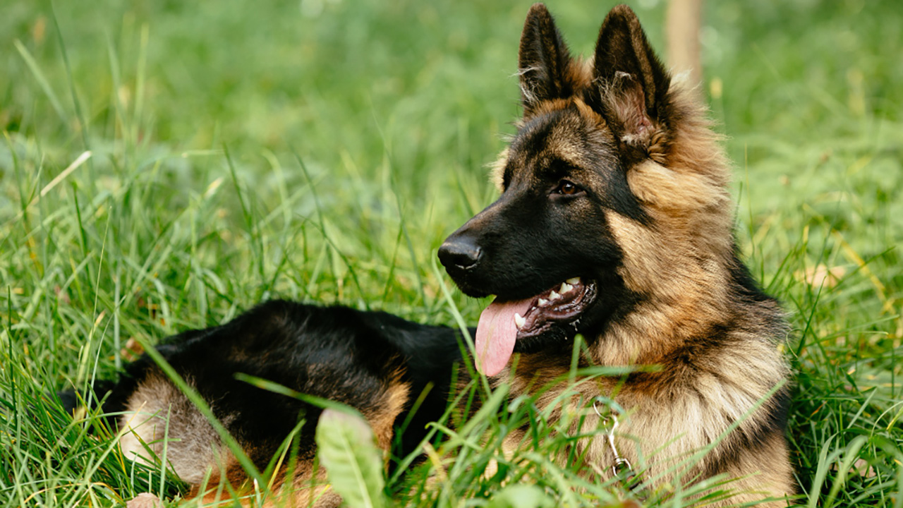 15 dog breeds that are protective without being reckless - The Avid ...