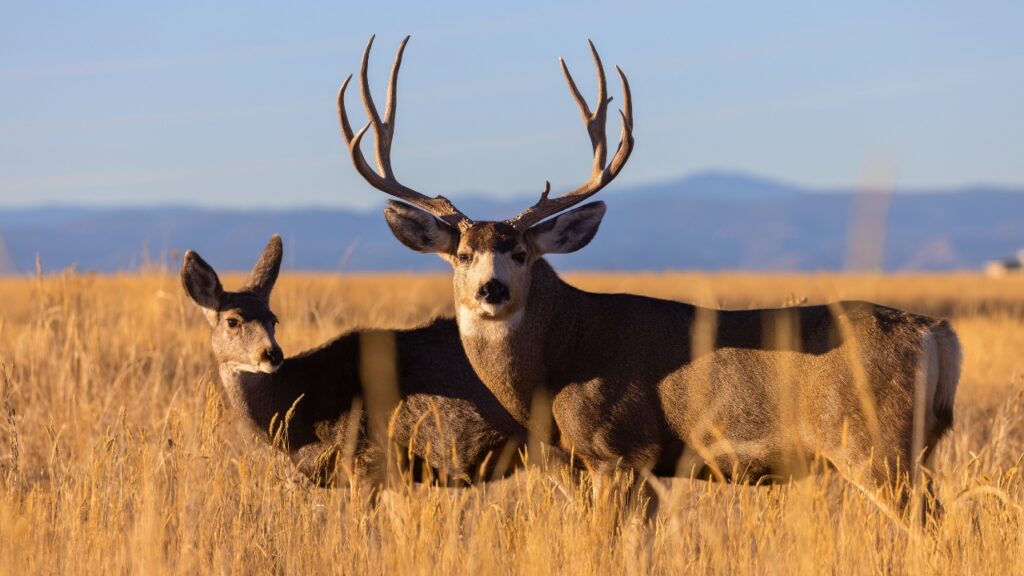 15 states where mule deer range is shifting faster than hunters expect ...