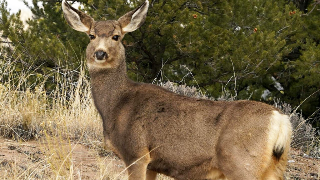 15 states where mule deer range is shifting faster than hunters expect ...