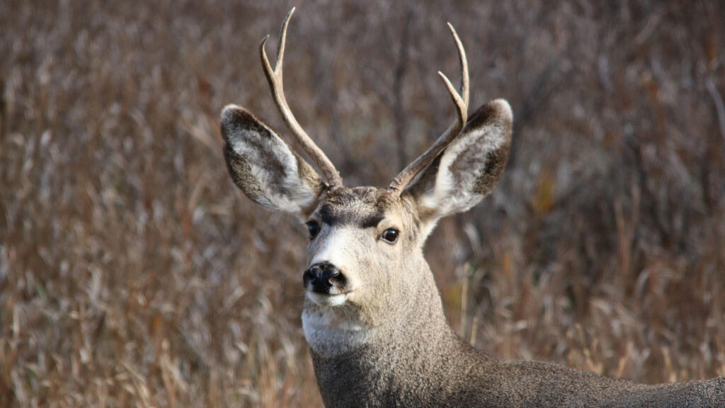 15 states where mule deer range is shifting faster than hunters expect ...