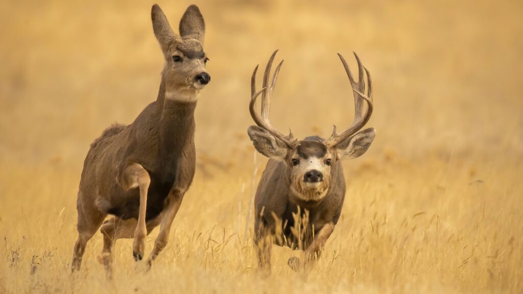 15 states where mule deer range is shifting faster than hunters expect ...