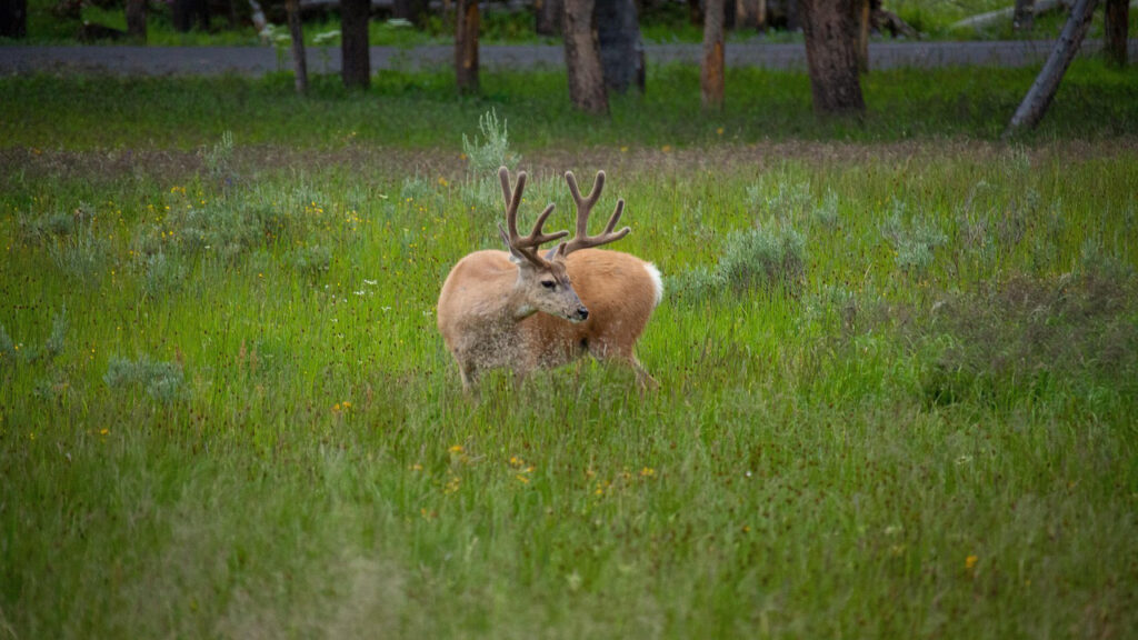 The states with the densest deer populations per square mile - The Avid ...