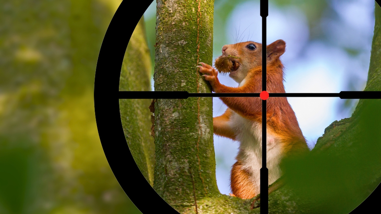 3 squirrel hunting moves that consistently put squirrels on the ground ...