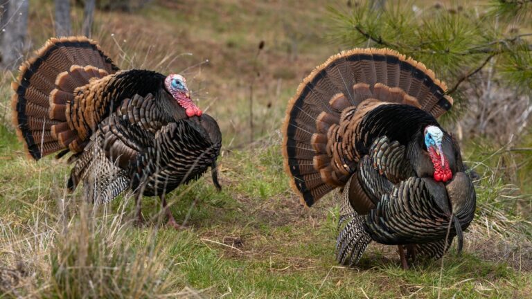 15 states where turkey populations are trending up right now - The Avid ...