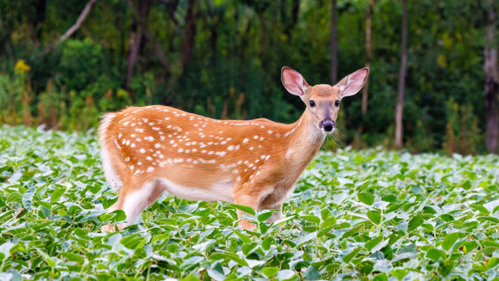 15 U.S. states with the highest deer vehicle collisions by the numbers ...