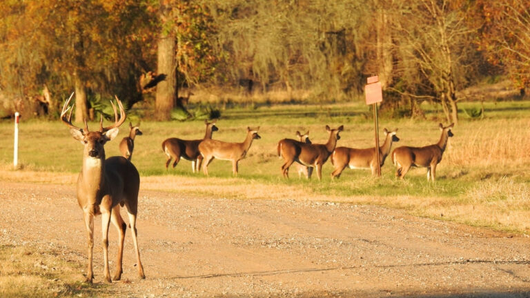 States where whitetail genetics are noticeably improving - The Avid ...