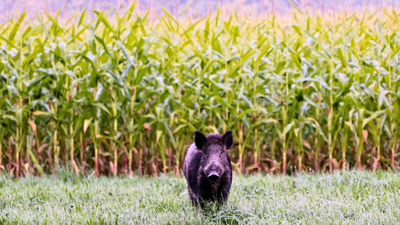 15 states where wild hog damage is getting hard to ignore - The Avid ...