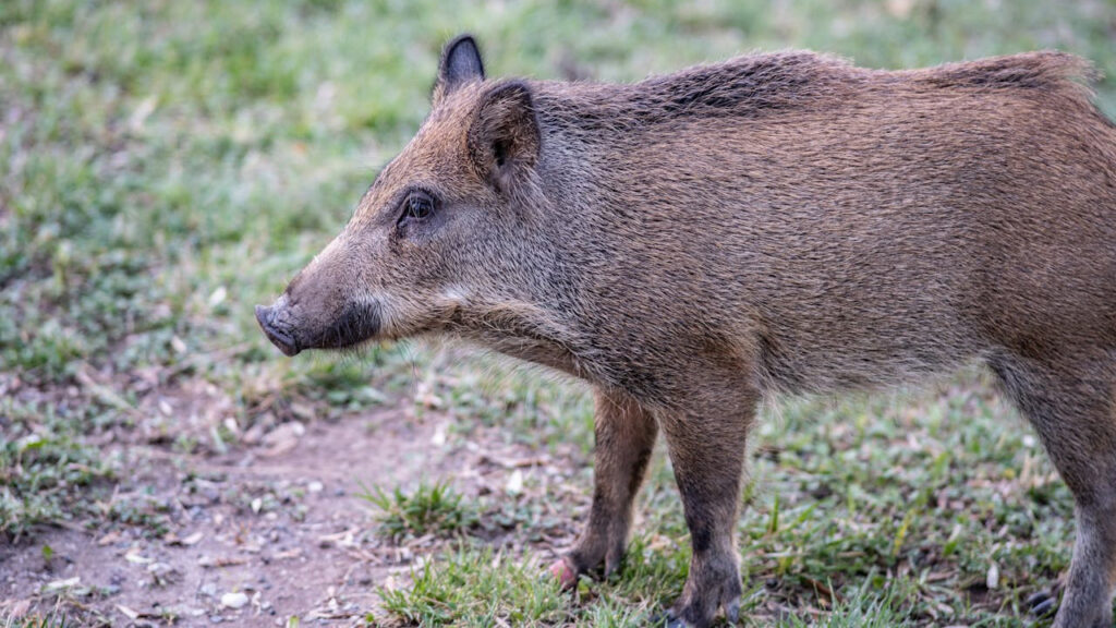 15 U.S. states where feral hog damage is starting to hit suburbs - The ...