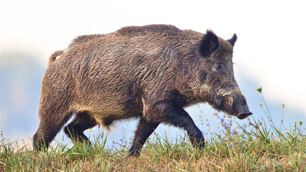 15 states where wild hog control is becoming a year-round job - The ...