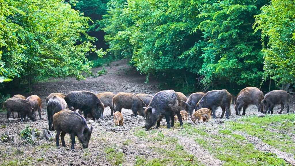 The States With the Most Wild Hogs and How They’re Taking Over - The ...