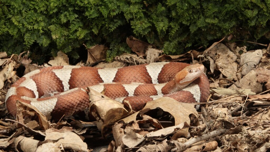 15 surprising facts about copperheads - The Avid Outdoorsman