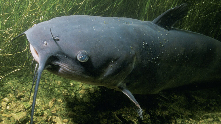 The river predators most anglers don’t notice until it’s too late - The ...