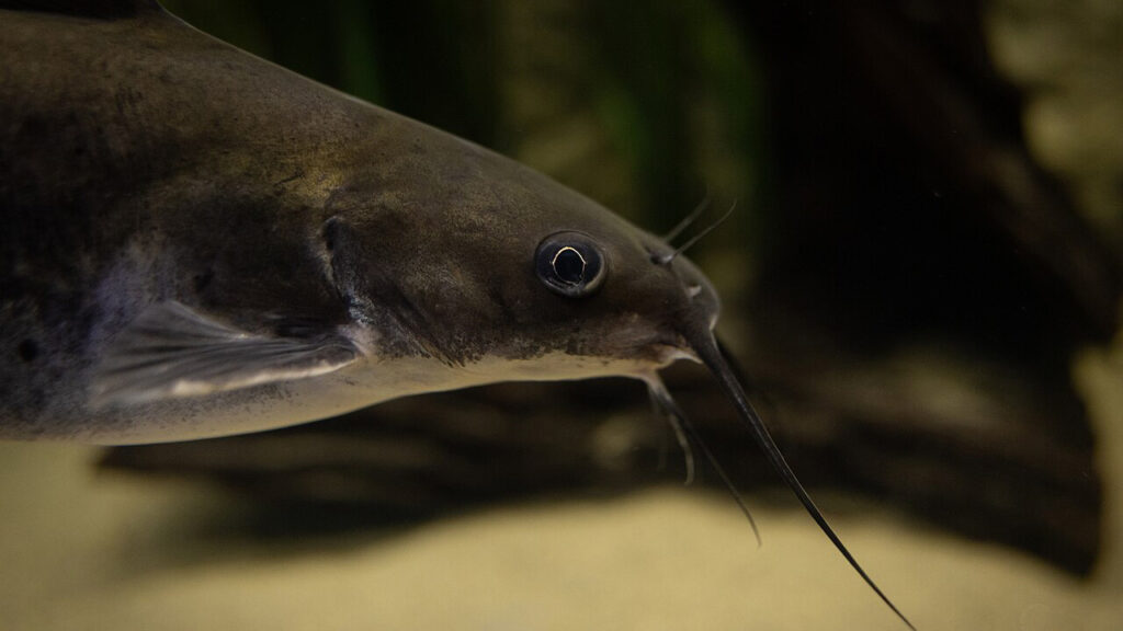 15 surprising facts about catfish - The Avid Outdoorsman