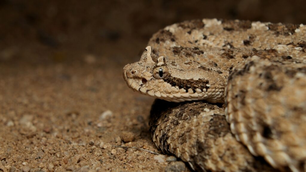 Snake species responsible for more painful surprises than hikers expect ...
