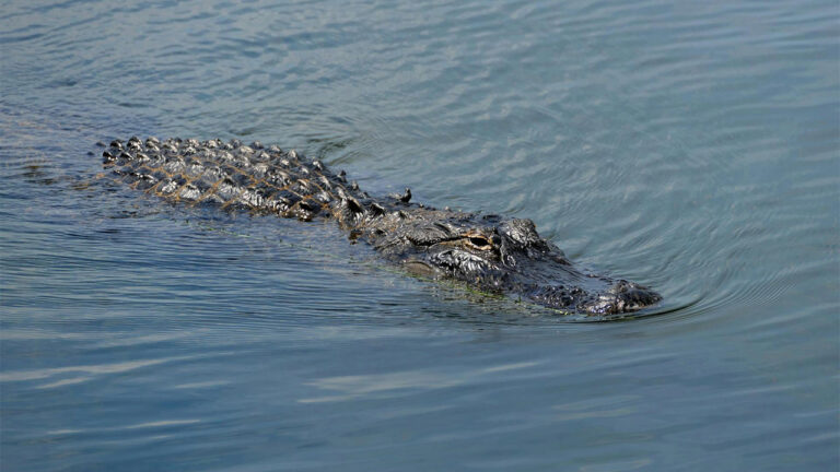 15 U.S. states where gators are moving farther north than people expect ...