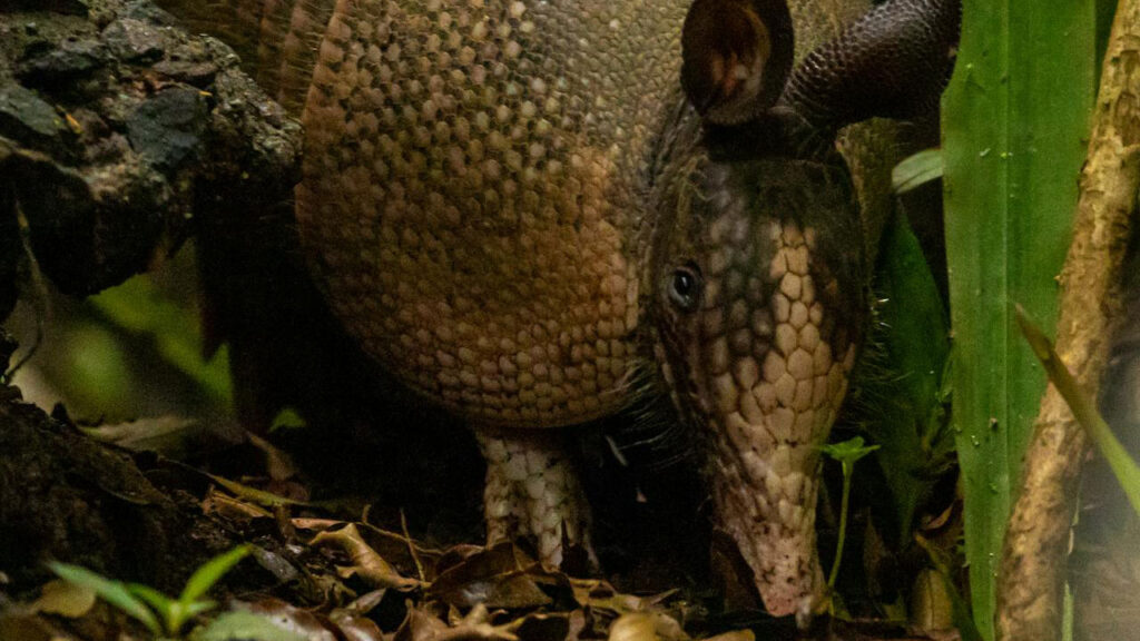15 surprising facts about armadillos - The Avid Outdoorsman