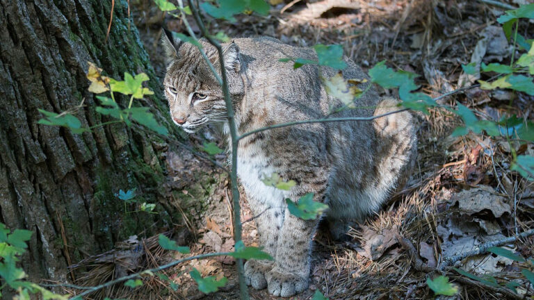 15 U.S. states where bobcats are being spotted in daylight more often ...