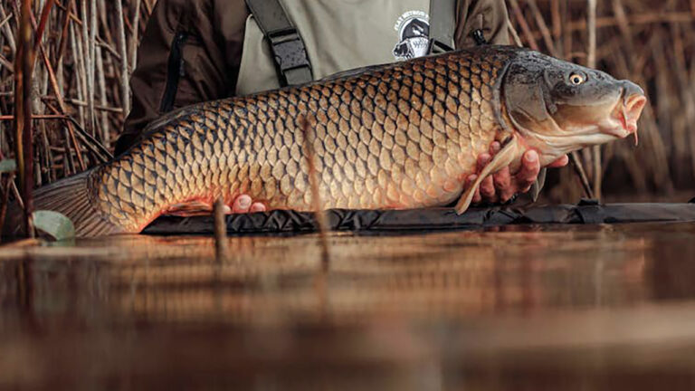 15 surprising facts about carp - The Avid Outdoorsman